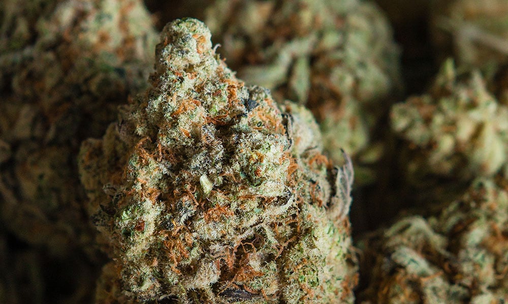 Unraveling THC-M: A New Frontier in Cannabis Exploration - Nano Hemp ...