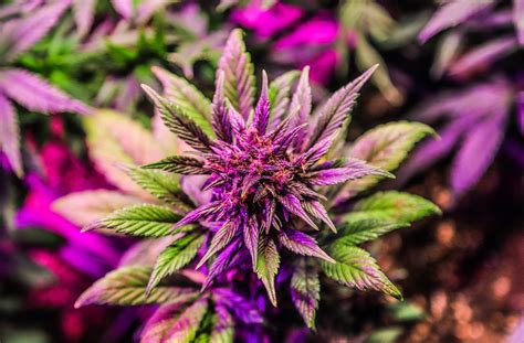 The Art of Identifying Quality Cannabis Flower: A Comprehensive Guide ...